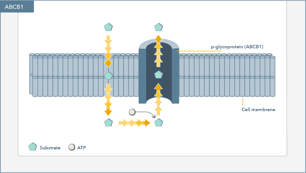 ABCB1 Gene Spotlight - Genomind