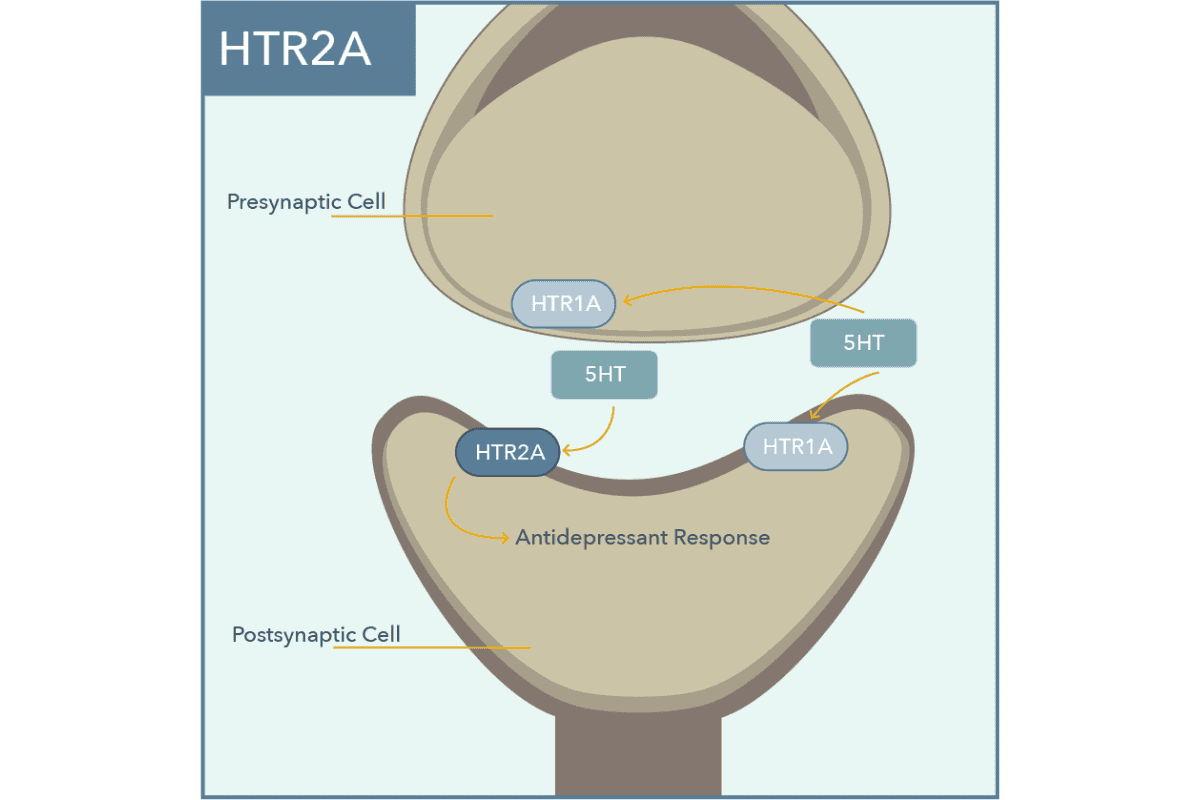 The Role of Pharmacodynamic Genes in Generalized Anxiety Disorder ...