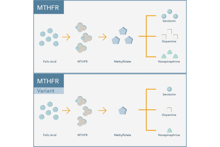 MTHFR Gene Spotlight - Genomind