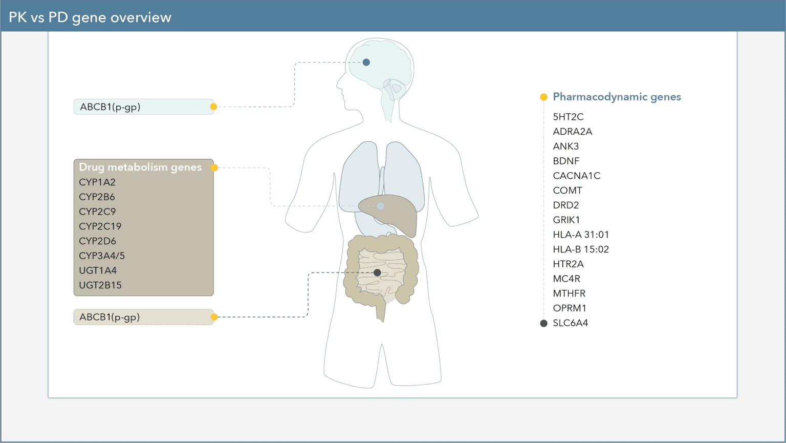 Genomind PGx Genes - Genomind