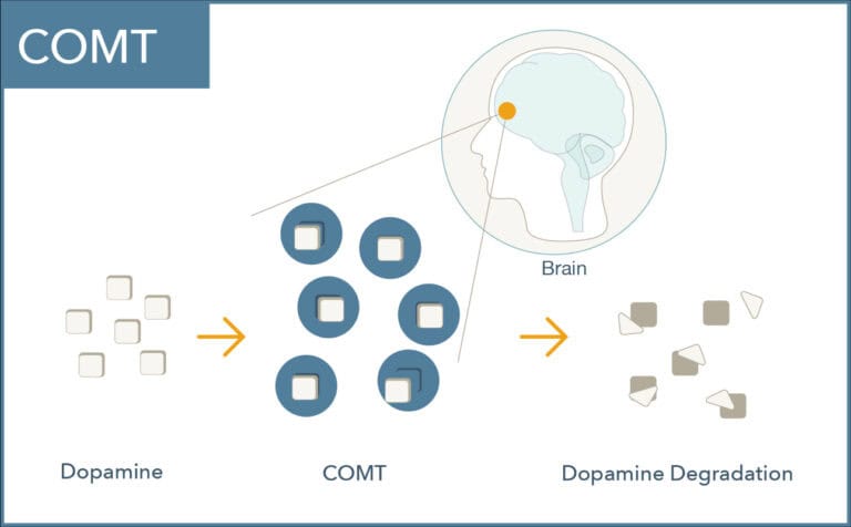 How the COMT Gene Impacts Mental Health Treatment - Genomind