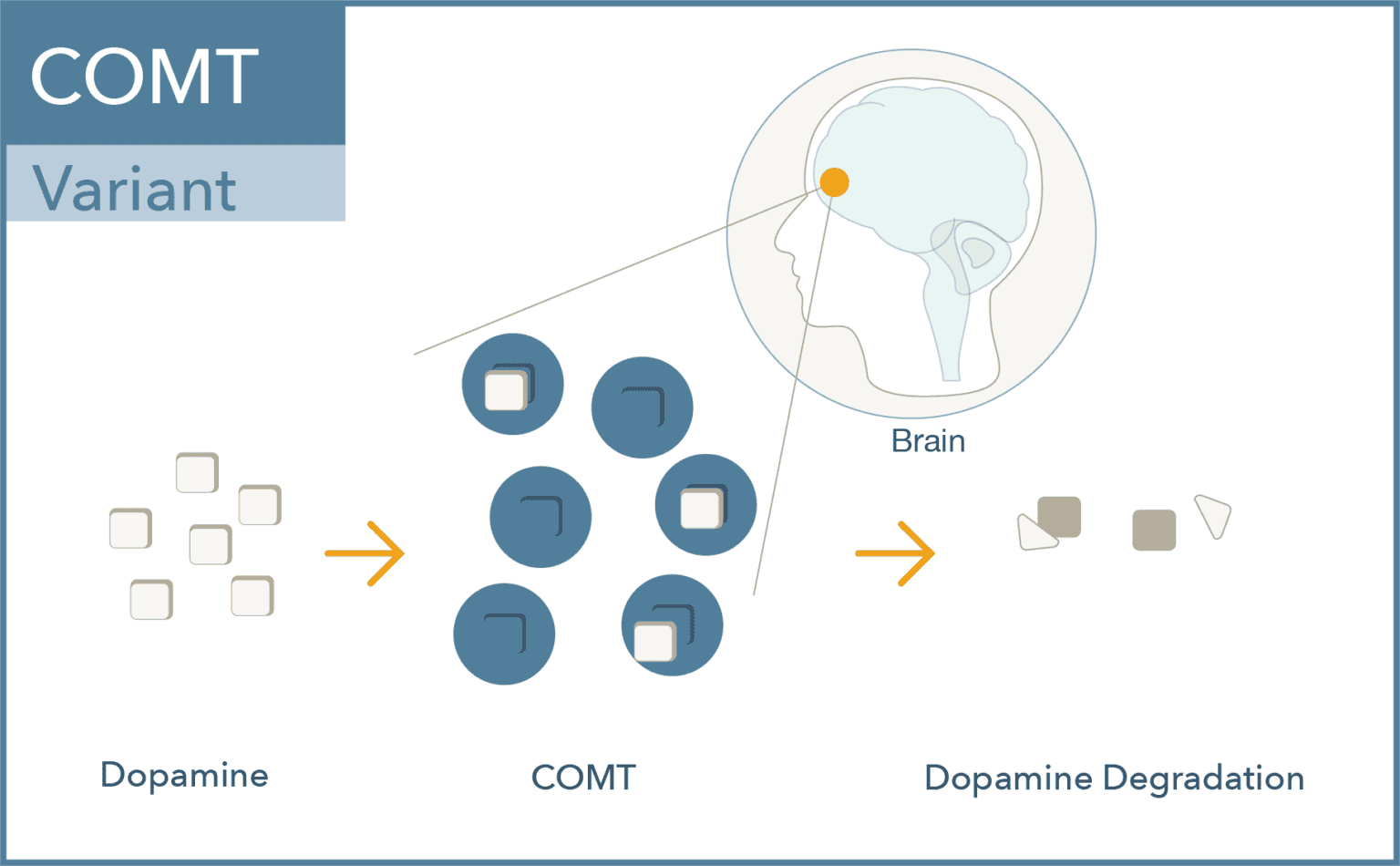 How the COMT Gene Impacts Mental Health Treatment - Genomind