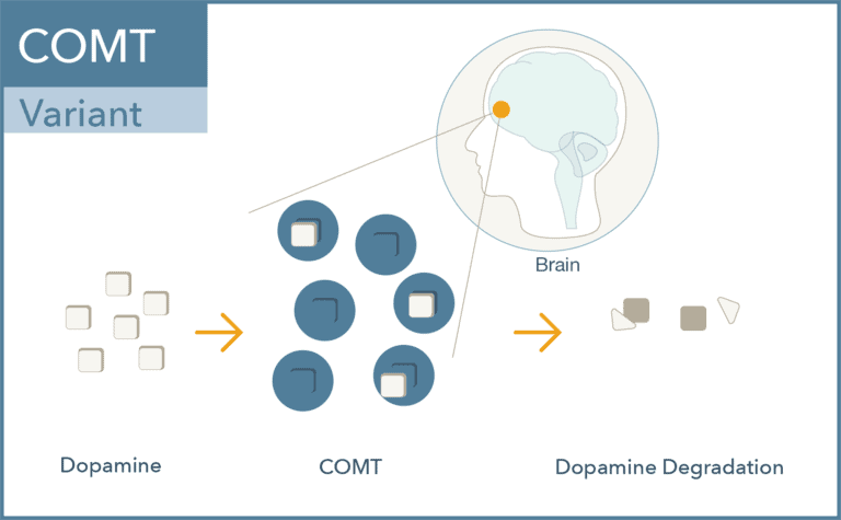 How the COMT Gene Impacts Mental Health Treatment - Genomind